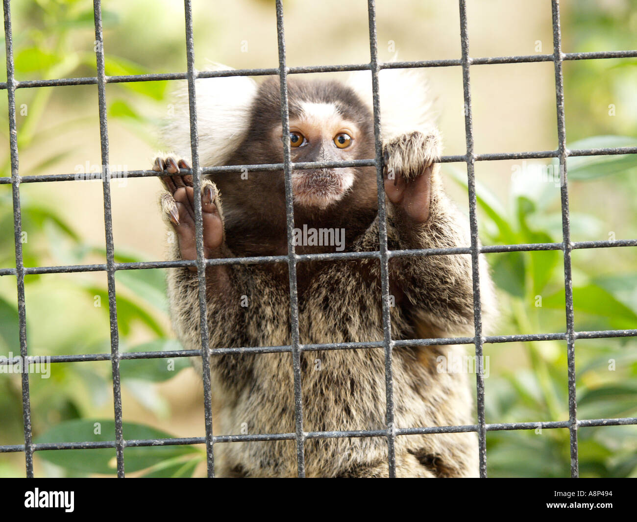 Beautiful white eared monkey living in captivity in a zoo in France ...