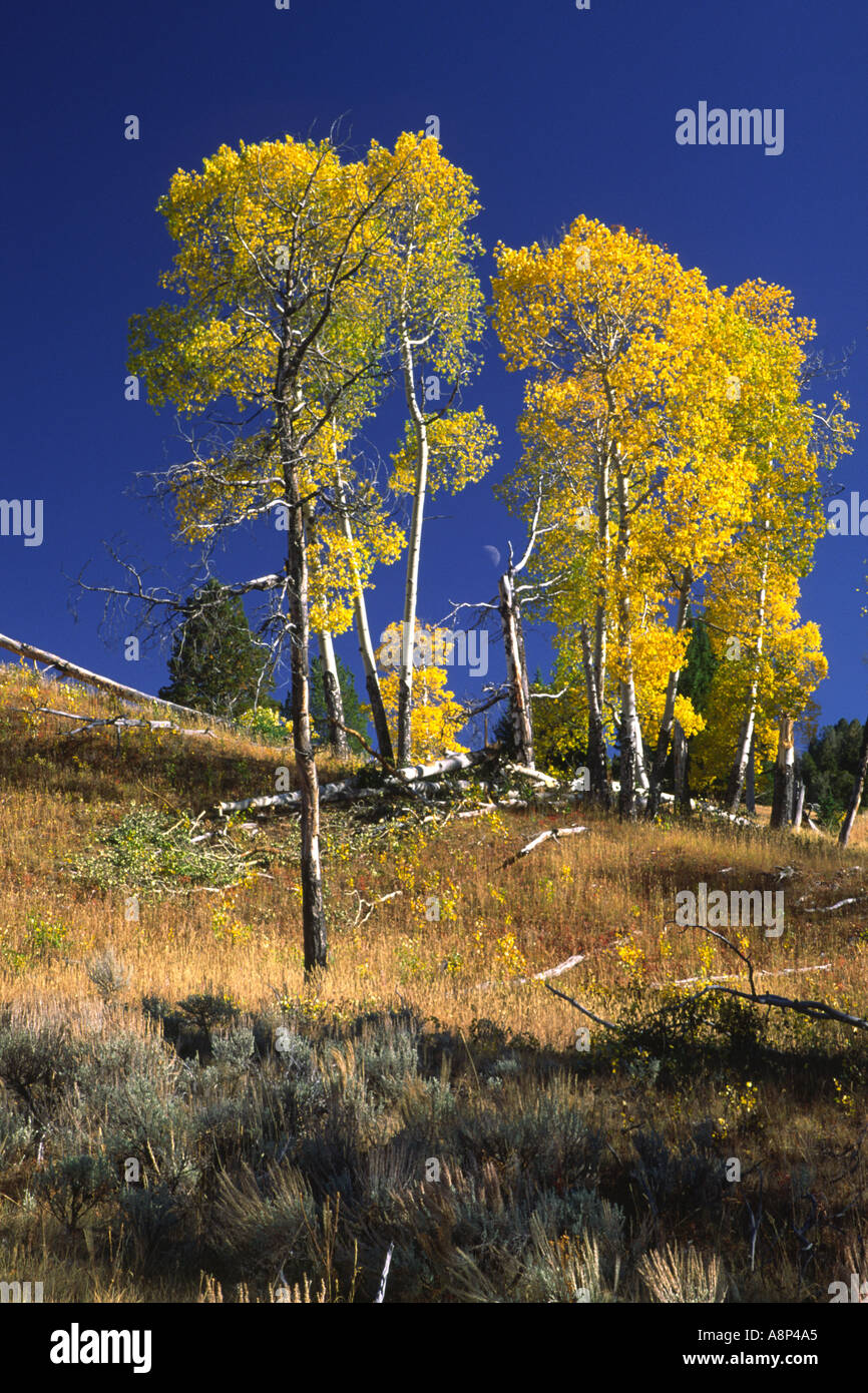 Aspens Populus tremuloides in fall foliage against a blue sky with ...