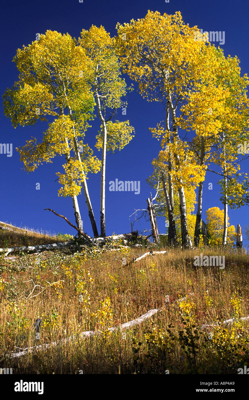 Aspens Populus tremuloides in fall foliage against a blue sky Stock ...