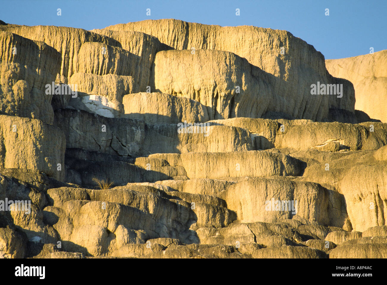 Minerva Terrace formed of Travertine at Mammoth Hot Springs in ...