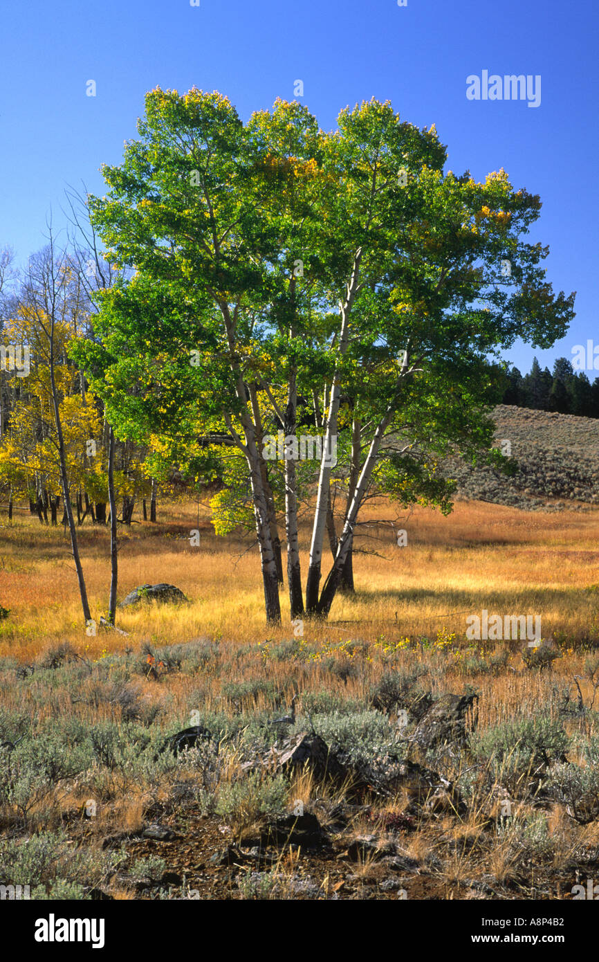 Aspens Populus tremuloides in late summer or early fall foliage against ...