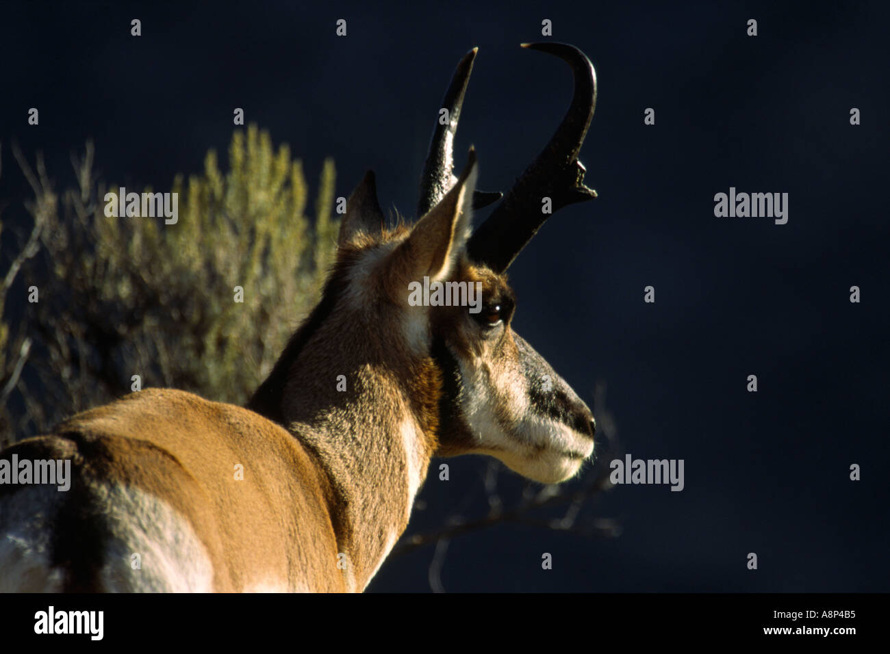 Pronghorn markings hi-res stock photography and images - Alamy