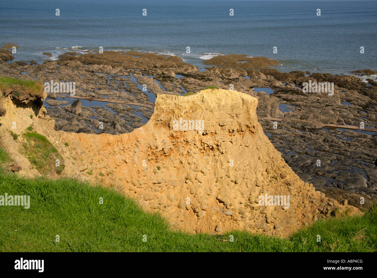 Eroded and exposed sandstone cliffs on north devon coastal path with ...
