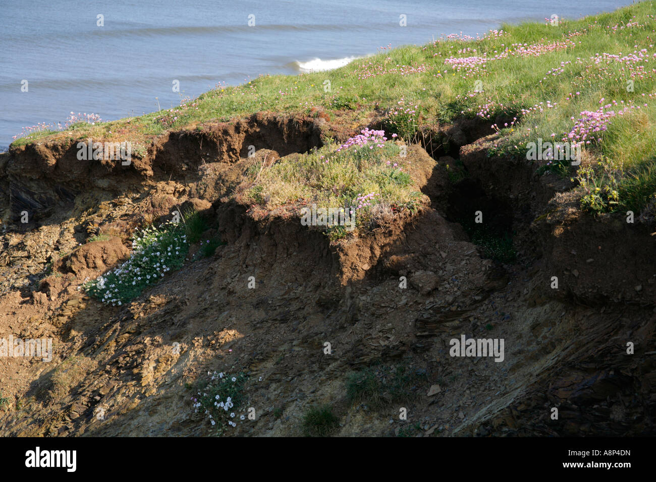 Eroded and slipping cliff on north devon coastal path with sea in ...