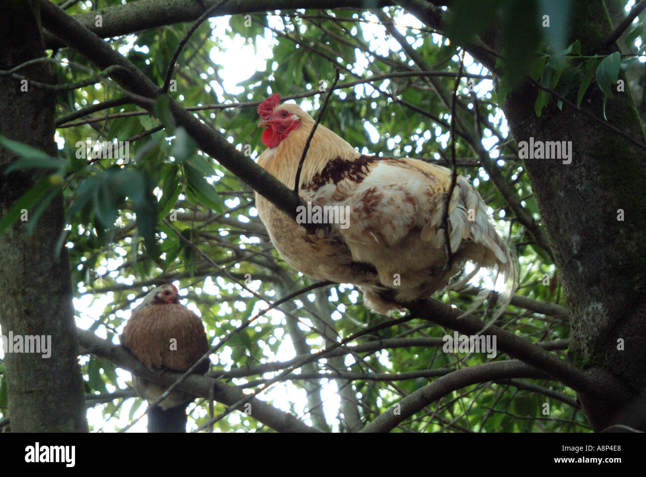 A rooster and his hen roost in a tree in the late afternoon in ...