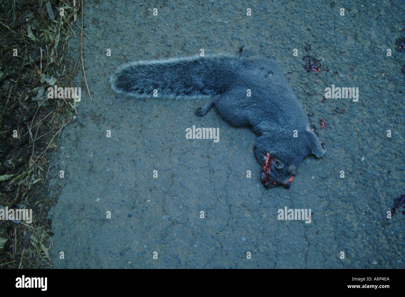Dead animal squirrel roadkill hi-res stock photography and images - Alamy