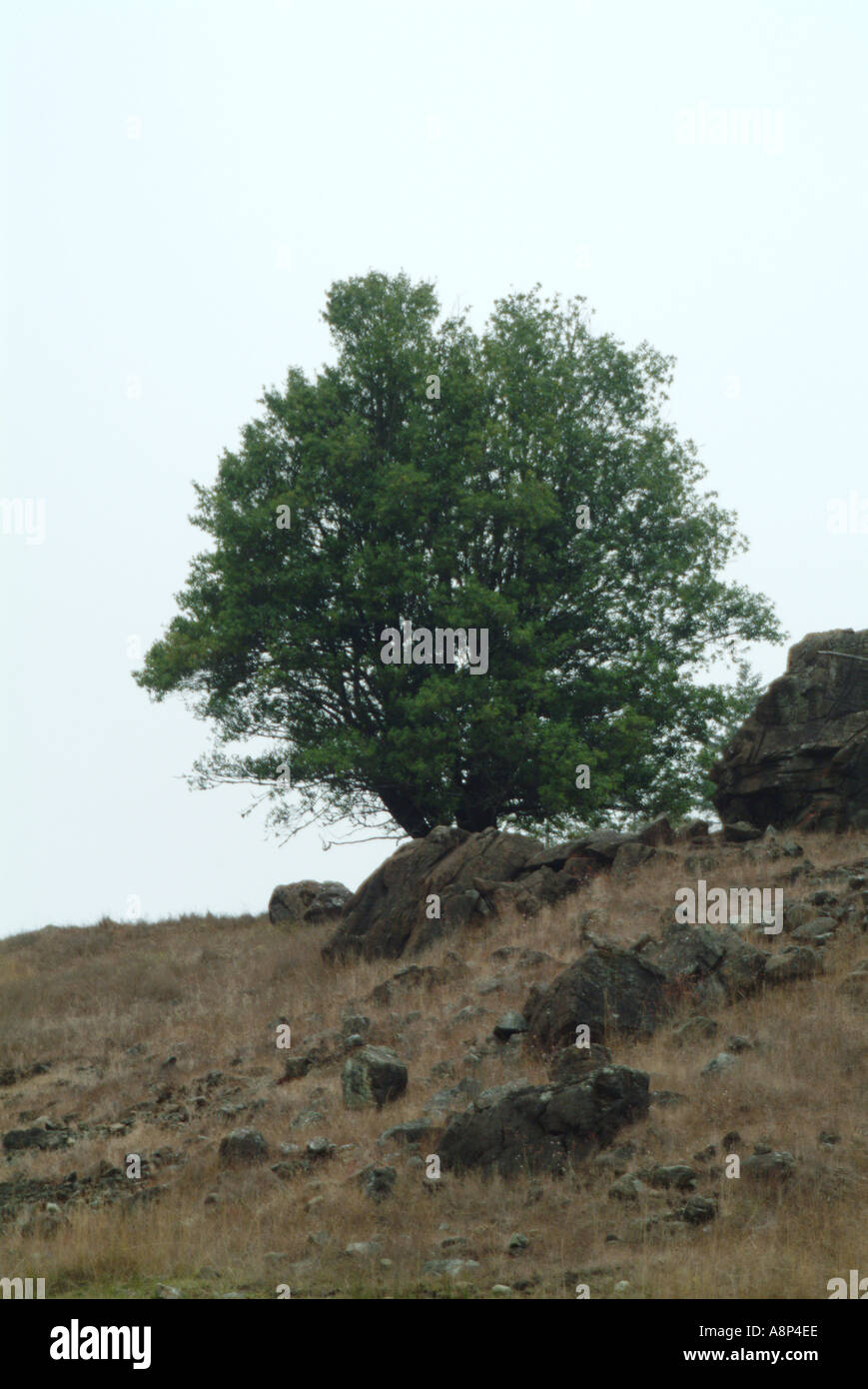 Lone oak tree stands hi-res stock photography and images - Alamy