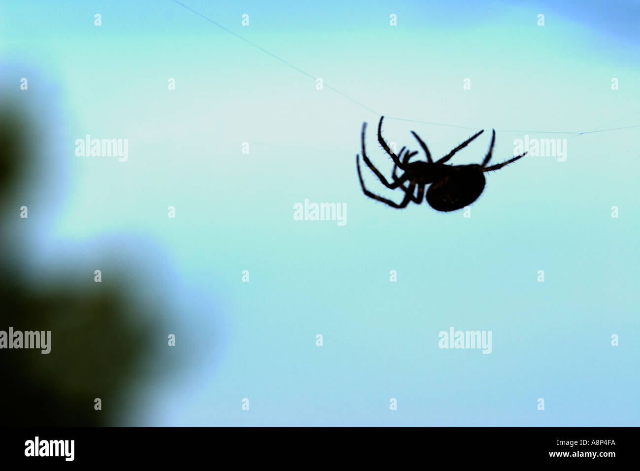 garden spider cross Stock Photo - Alamy