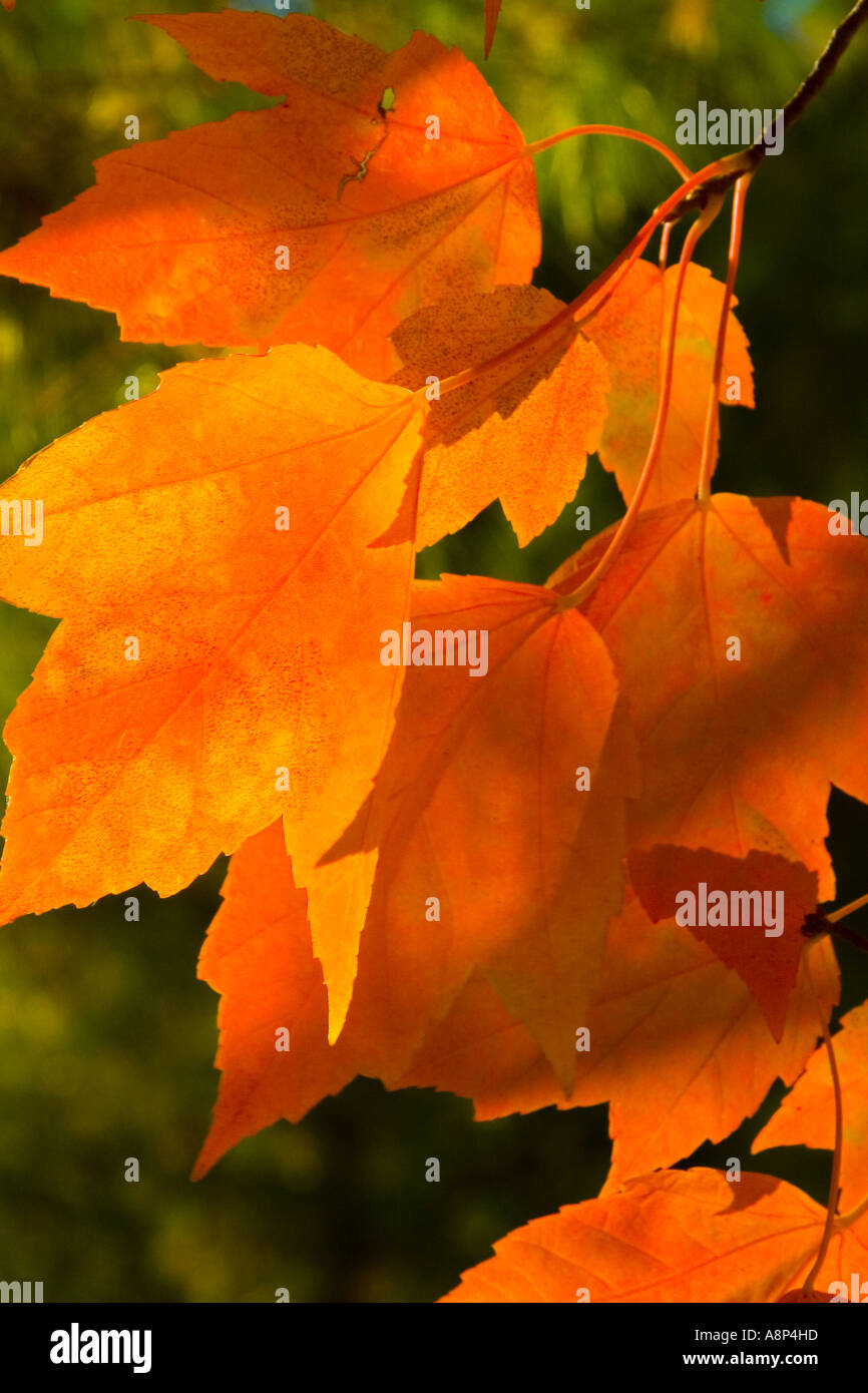 Fall leaves backlit by the afternoon sun Stock Photo - Alamy