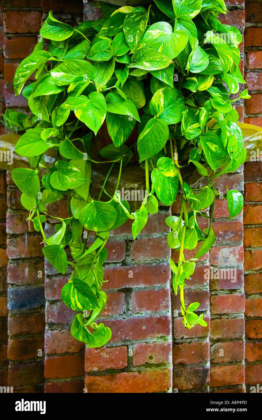 Hanging green plant on a brick column Stock Photo - Alamy