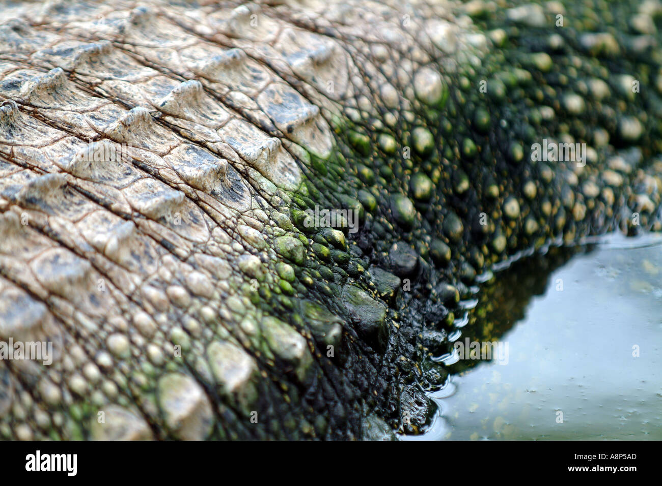 Animal moster hi-res stock photography and images - Alamy