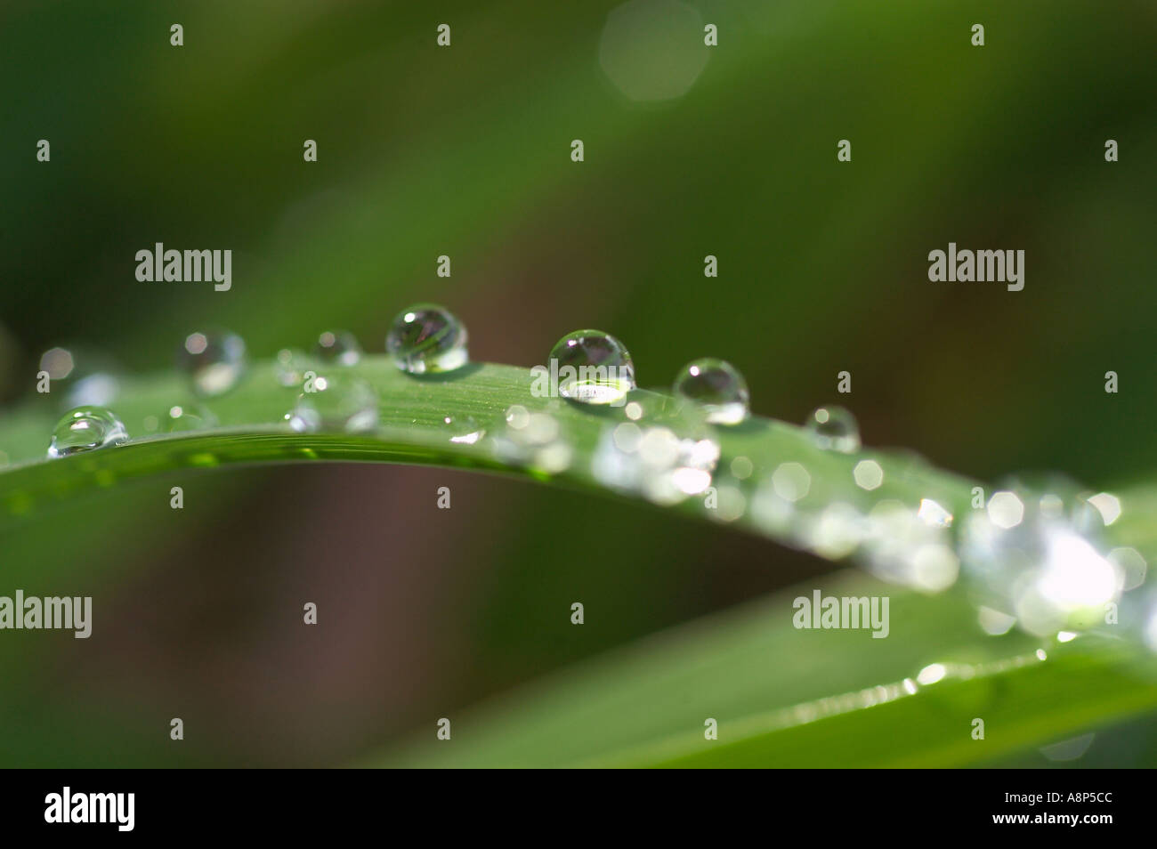 dew on grass Stock Photo - Alamy