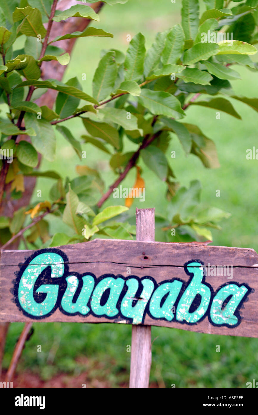 Guayaba natural hi-res stock photography and images - Alamy