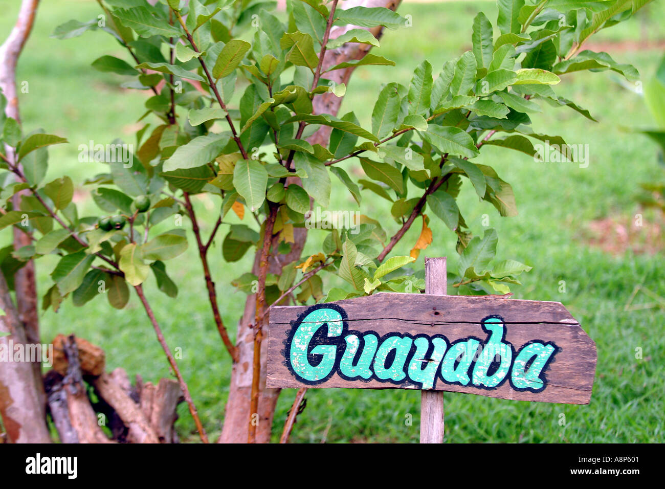 Guayaba natural hi-res stock photography and images - Alamy