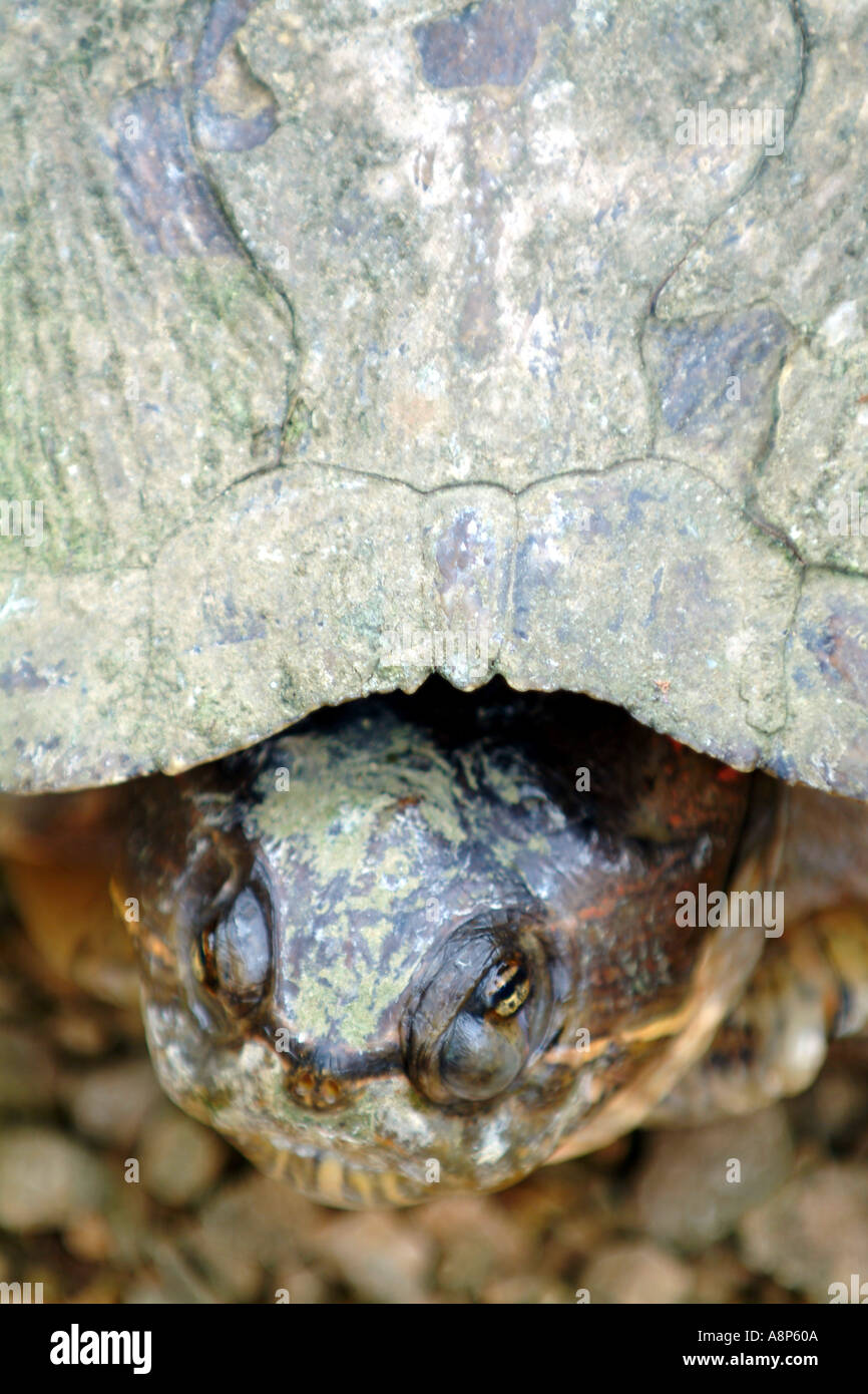 Obese turtle hi-res stock photography and images - Alamy