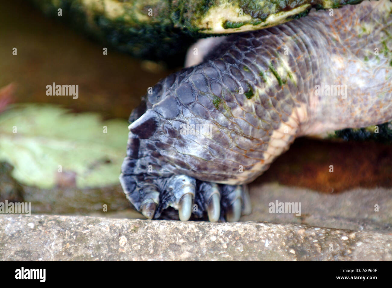 Obese turtle hi-res stock photography and images - Alamy