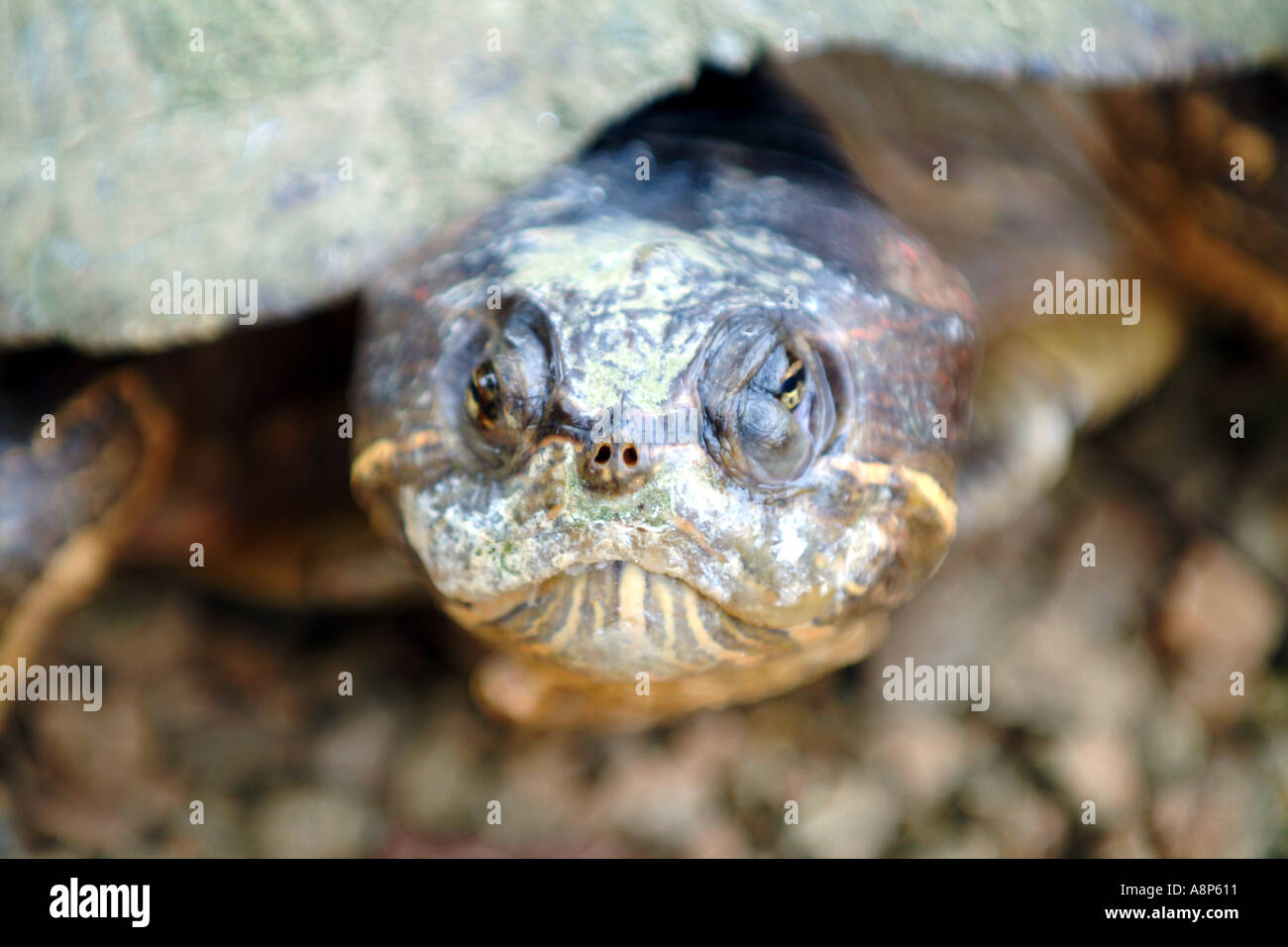 Obese turtle hi-res stock photography and images - Alamy