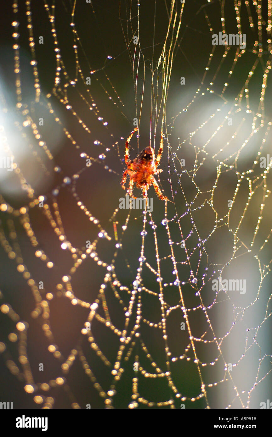 spider on web Stock Photo - Alamy