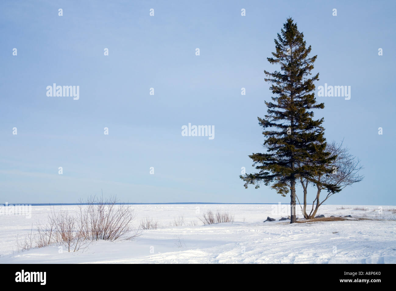 Pine tree along the frozen shoreline at the Straits of Mackinac Stock ...