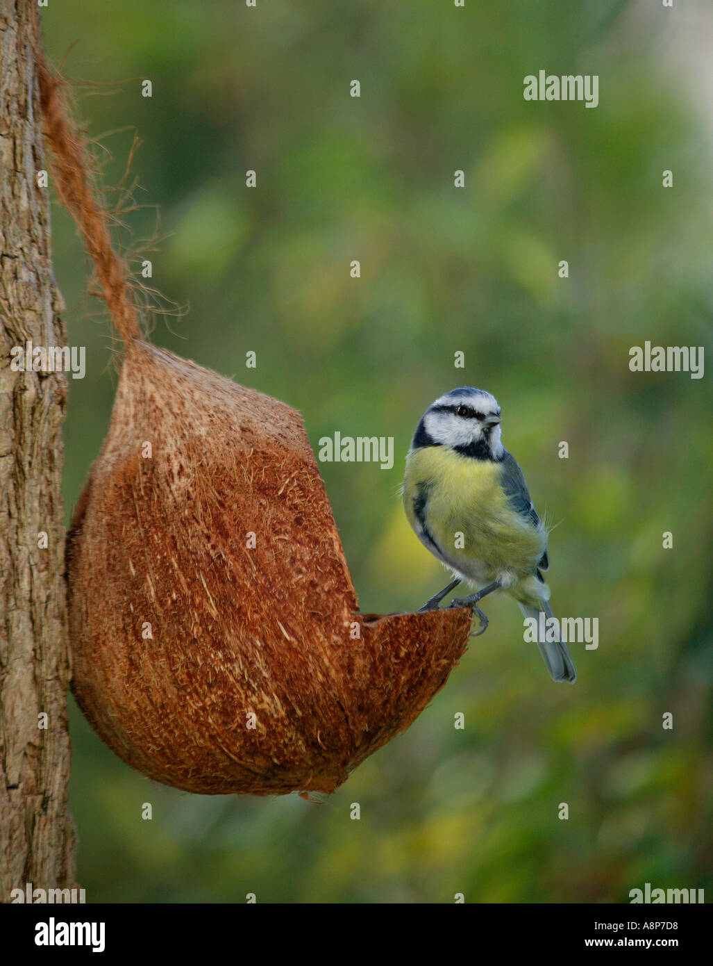 Blue Tit (Parus caeruleus) sitting on a coconut shell feeder with out ...