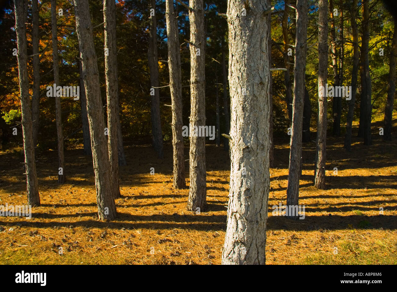 Pine tree trunks at the edge of wooded area Stock Photo - Alamy