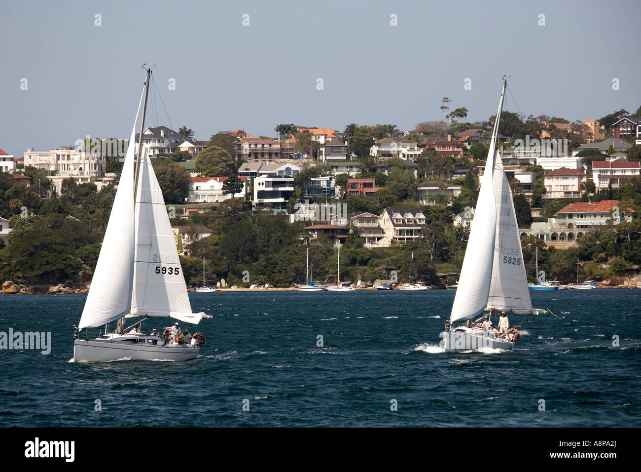 Sailing yacht boats in Rose Bay on Sydney Harbour with houses of ...