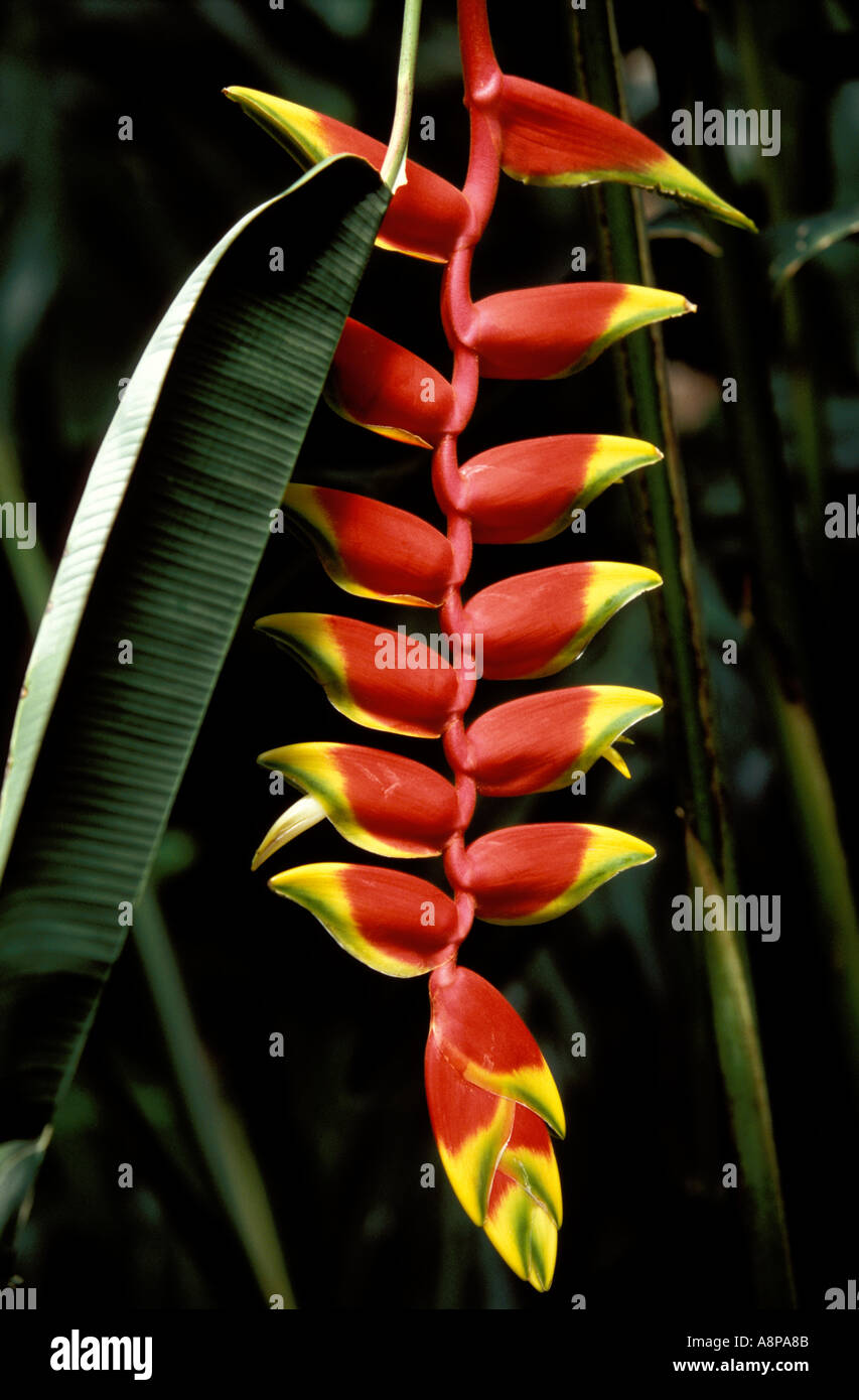 Firebird plant hi-res stock photography and images - Alamy