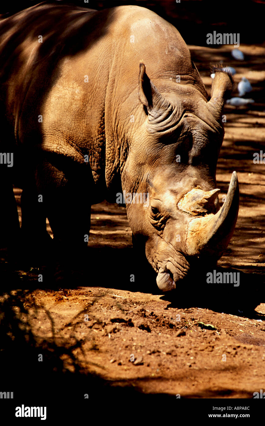 Armored rhino hi-res stock photography and images - Alamy