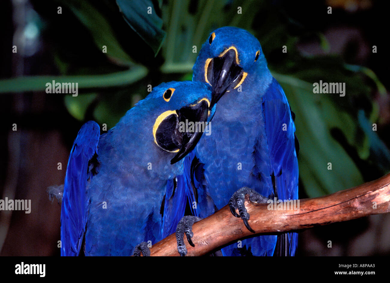 Two Blue Parrots B Stock Photo - Alamy