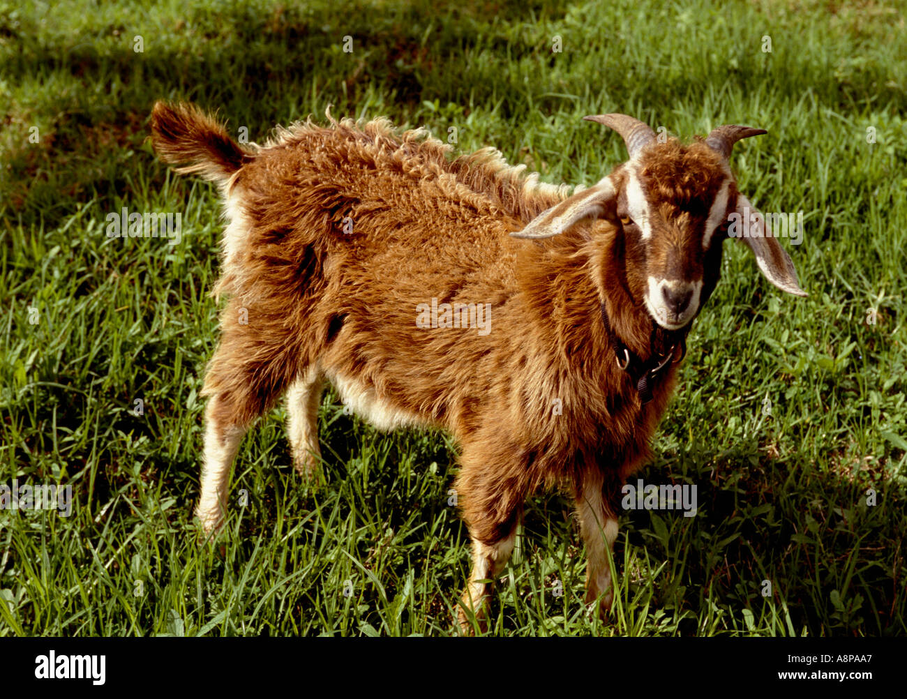 Brown White Patched Horned Goat Stock Photo - Alamy