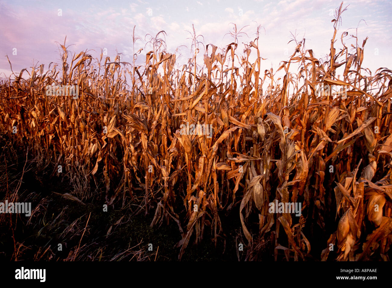 Harvest Corn Field at Sunset Stock Photo - Alamy
