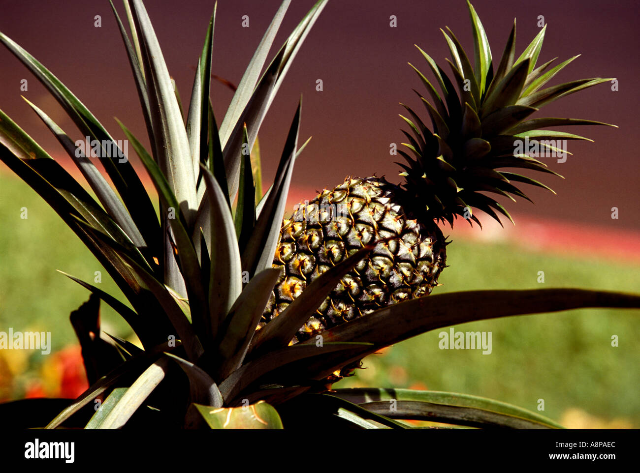 Hala kahiki hi-res stock photography and images - Alamy