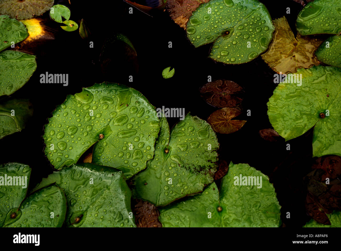 Water Drops on Green Lily Pads Stock Photo - Alamy
