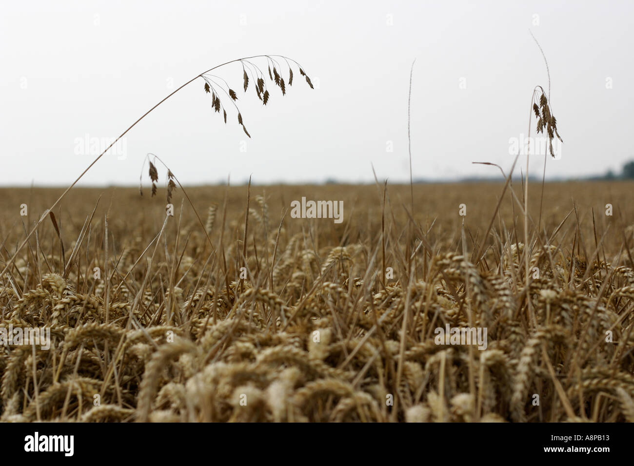 Wheat feild hi-res stock photography and images - Alamy