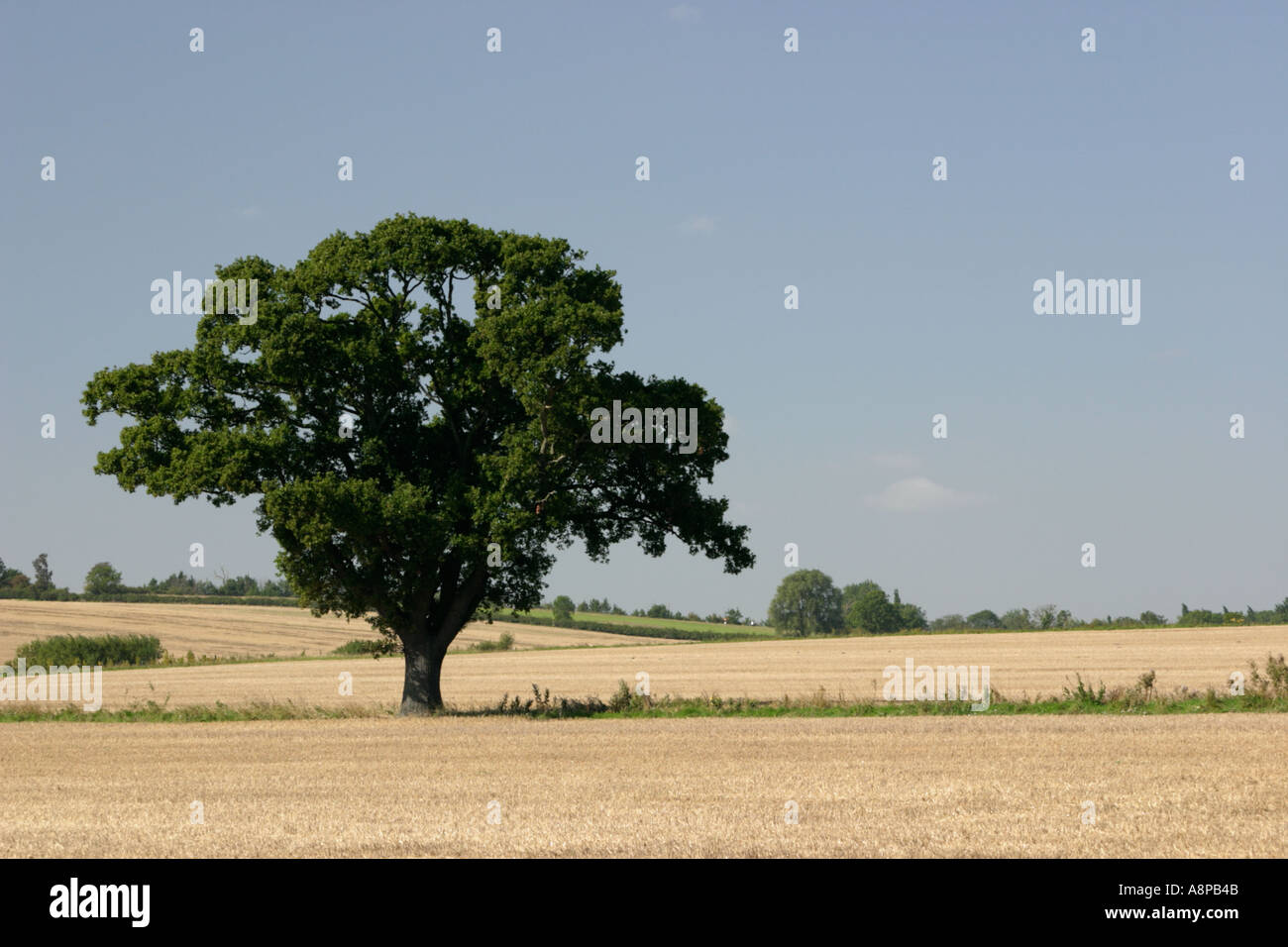Wheat field solitary tree hi-res stock photography and images - Alamy