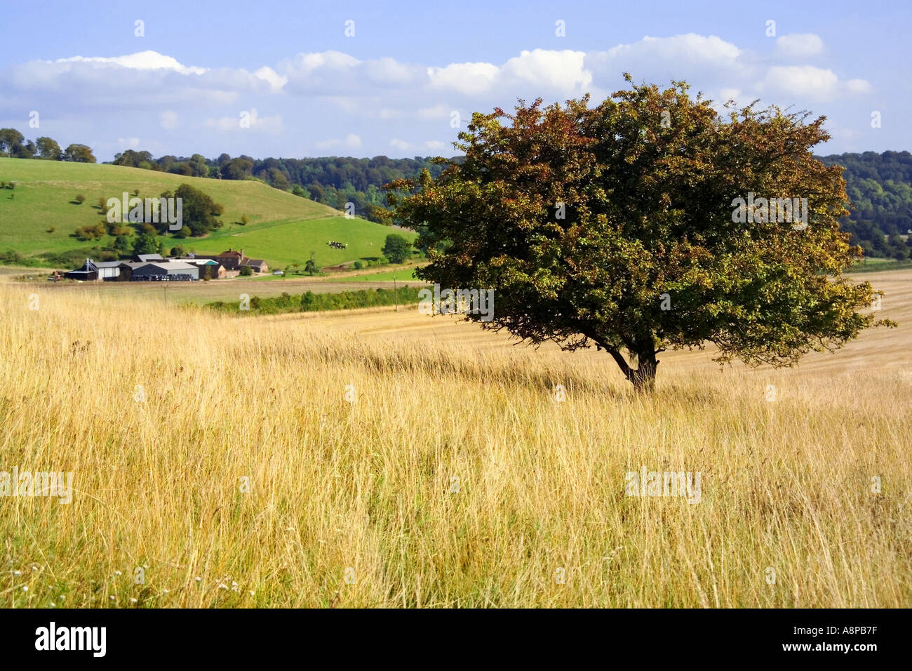 england home counties the chilterns buckinghamshire views from the ...