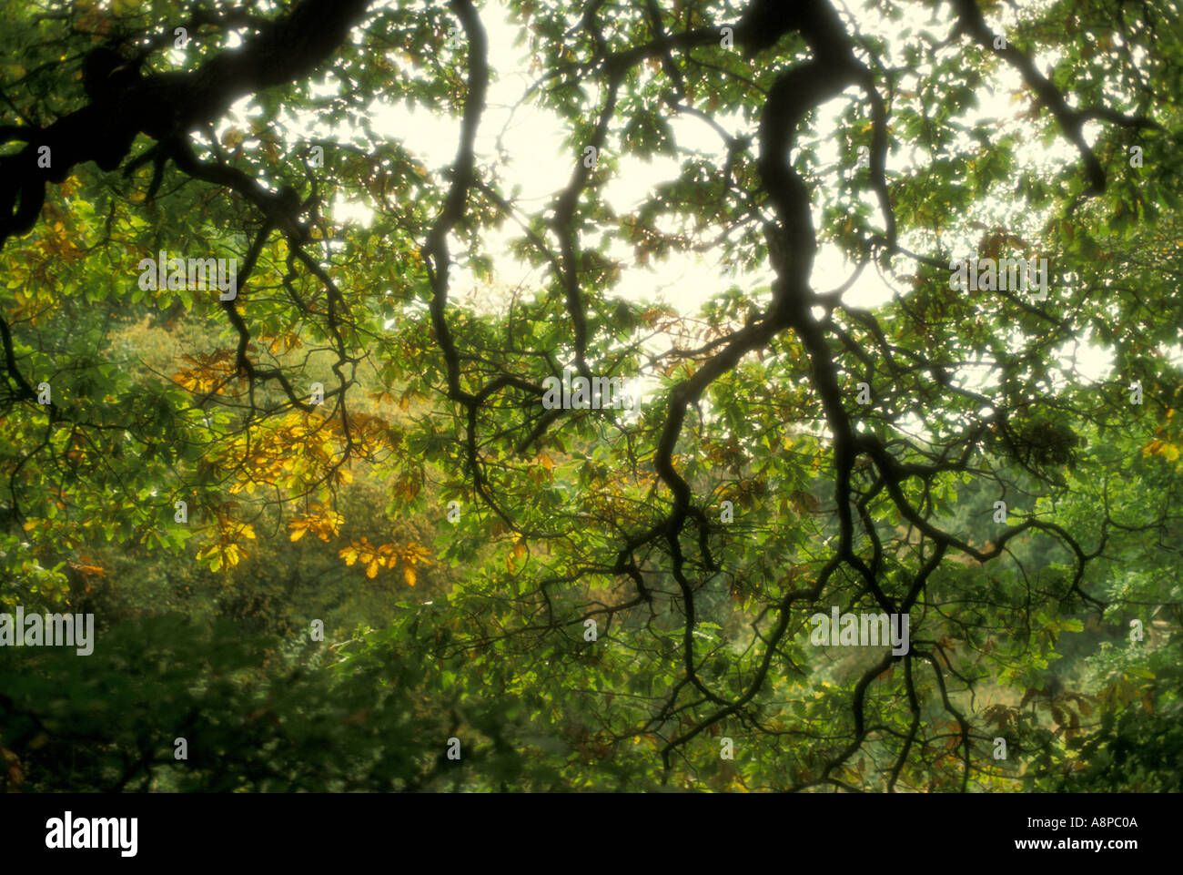 trees autumn uk british leaf leaves golden forest branches trunk yellow ...