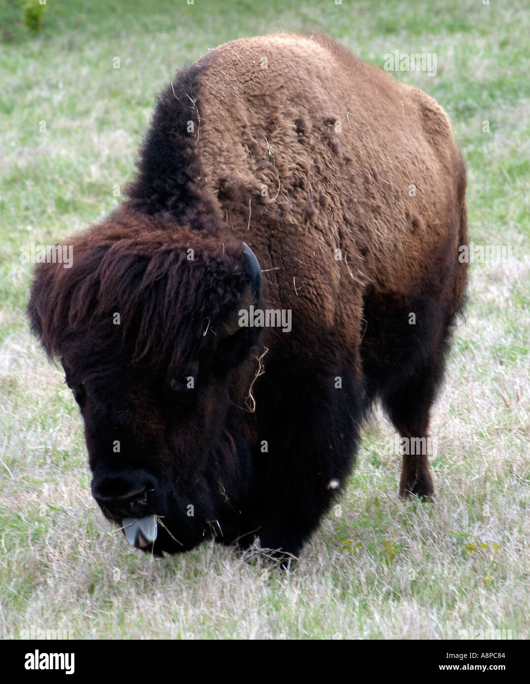 Buffalo grazing in a meadow in Texas Stock Photo - Alamy