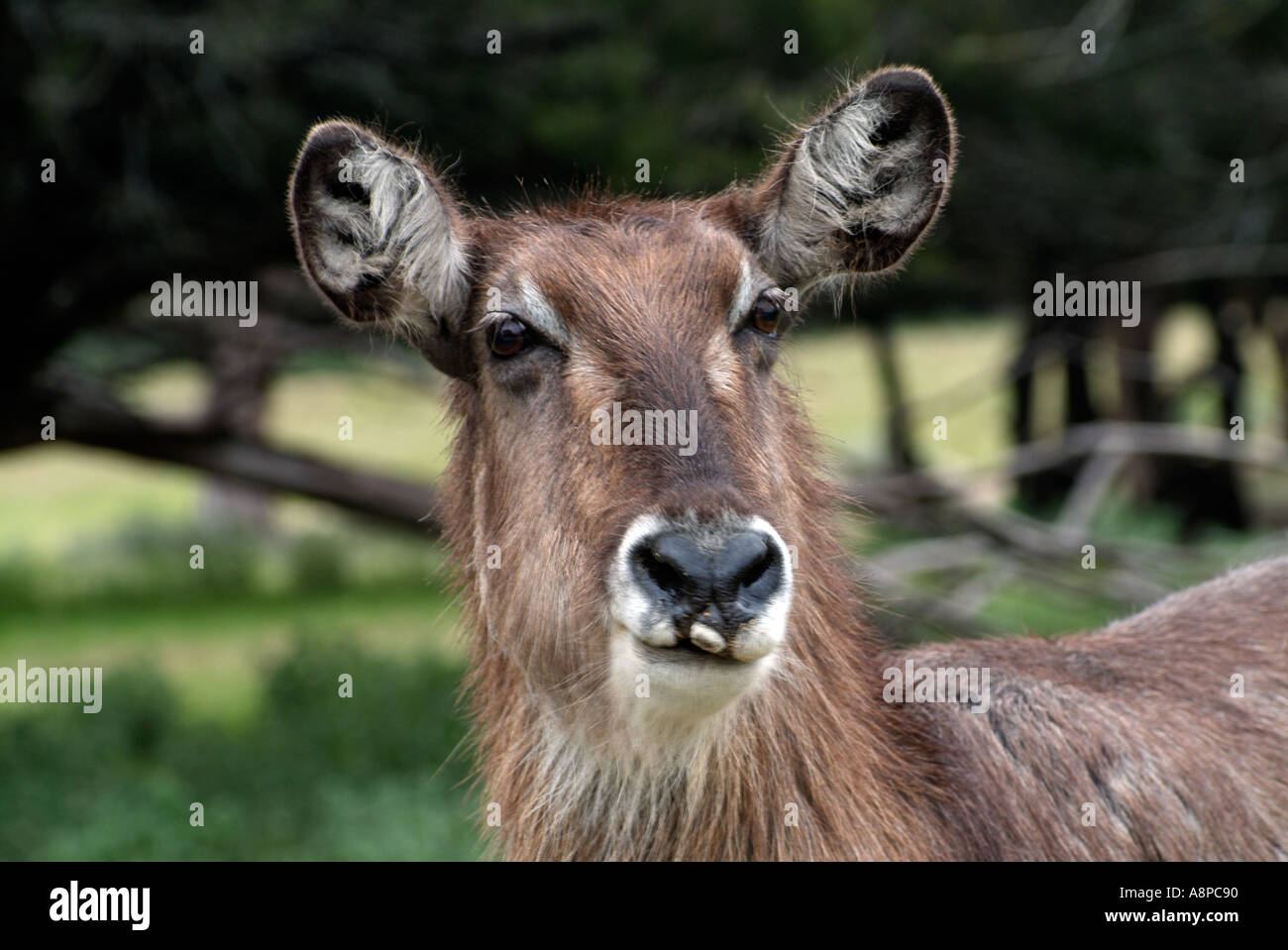 Waterbuck head hi-res stock photography and images - Alamy
