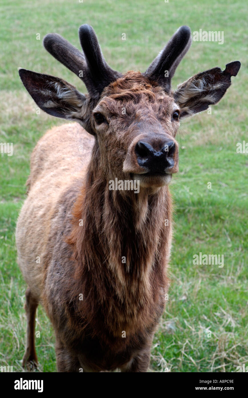 Red deer european deer hi-res stock photography and images - Alamy
