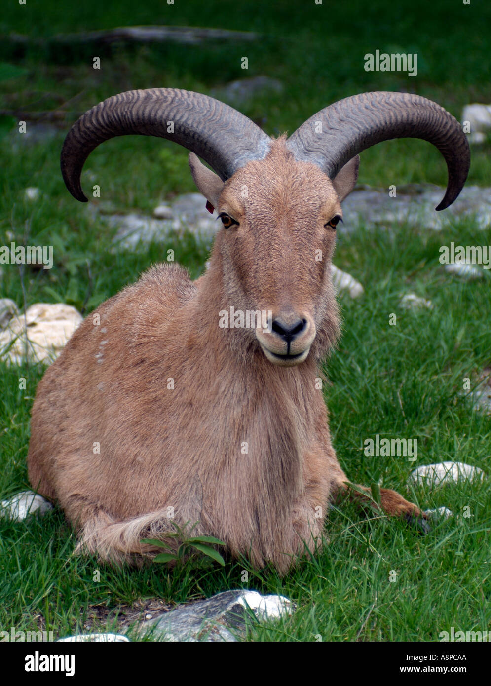 Aoudad sheep hi-res stock photography and images - Alamy