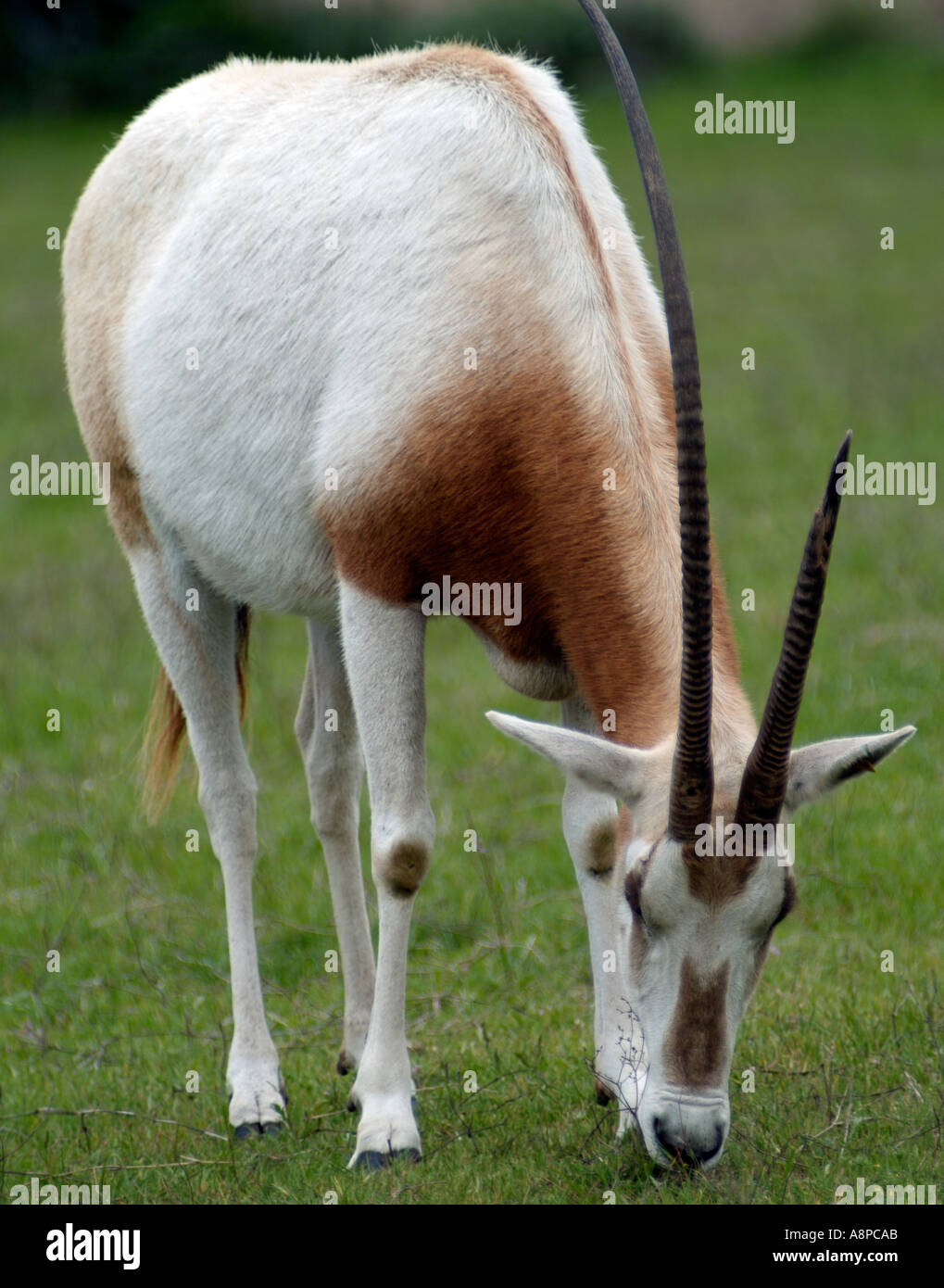 Arabian wildlife center hi-res stock photography and images - Alamy