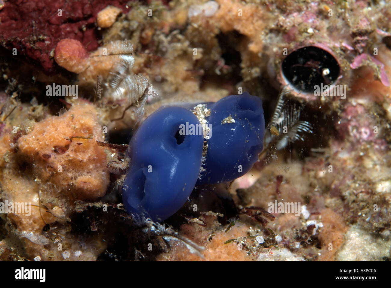 Encrusting social tunicates off Costa Rica, Catalina Islands Stock ...