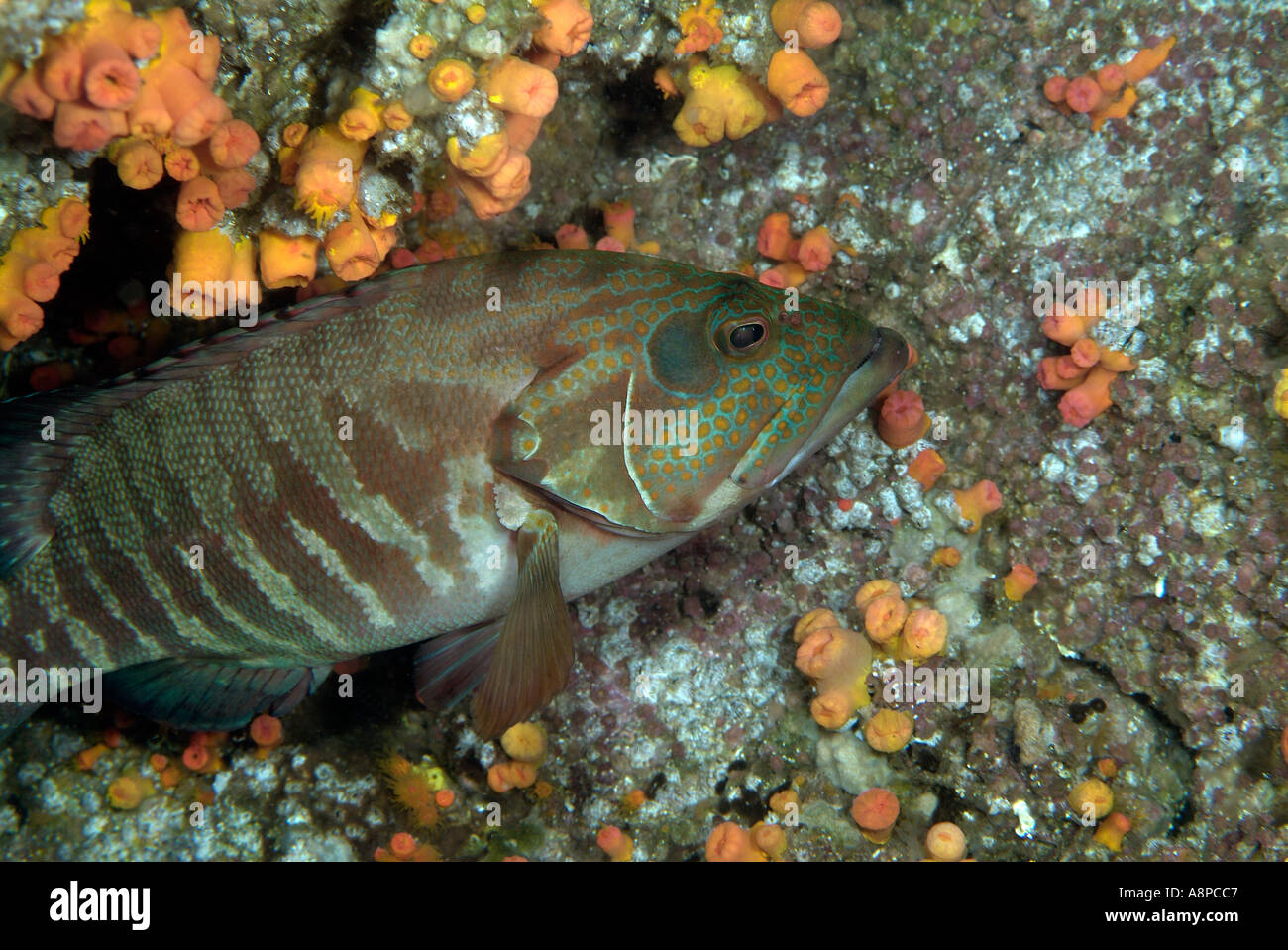 Gulf of panamá islands hi-res stock photography and images - Alamy