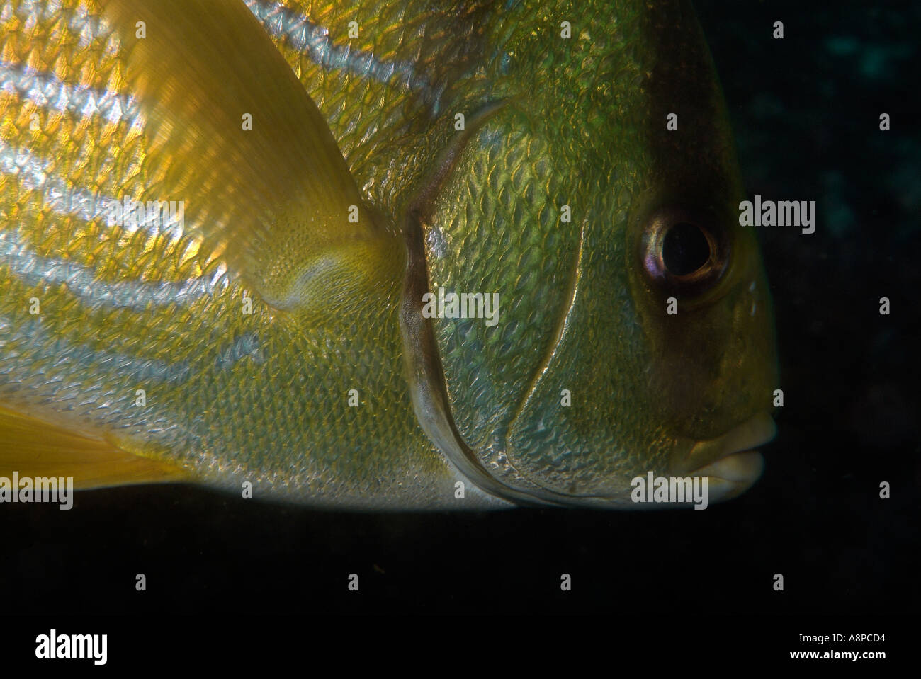 Chinamanfish snapper off Costa Rica, Catalina Islands Stock Photo - Alamy