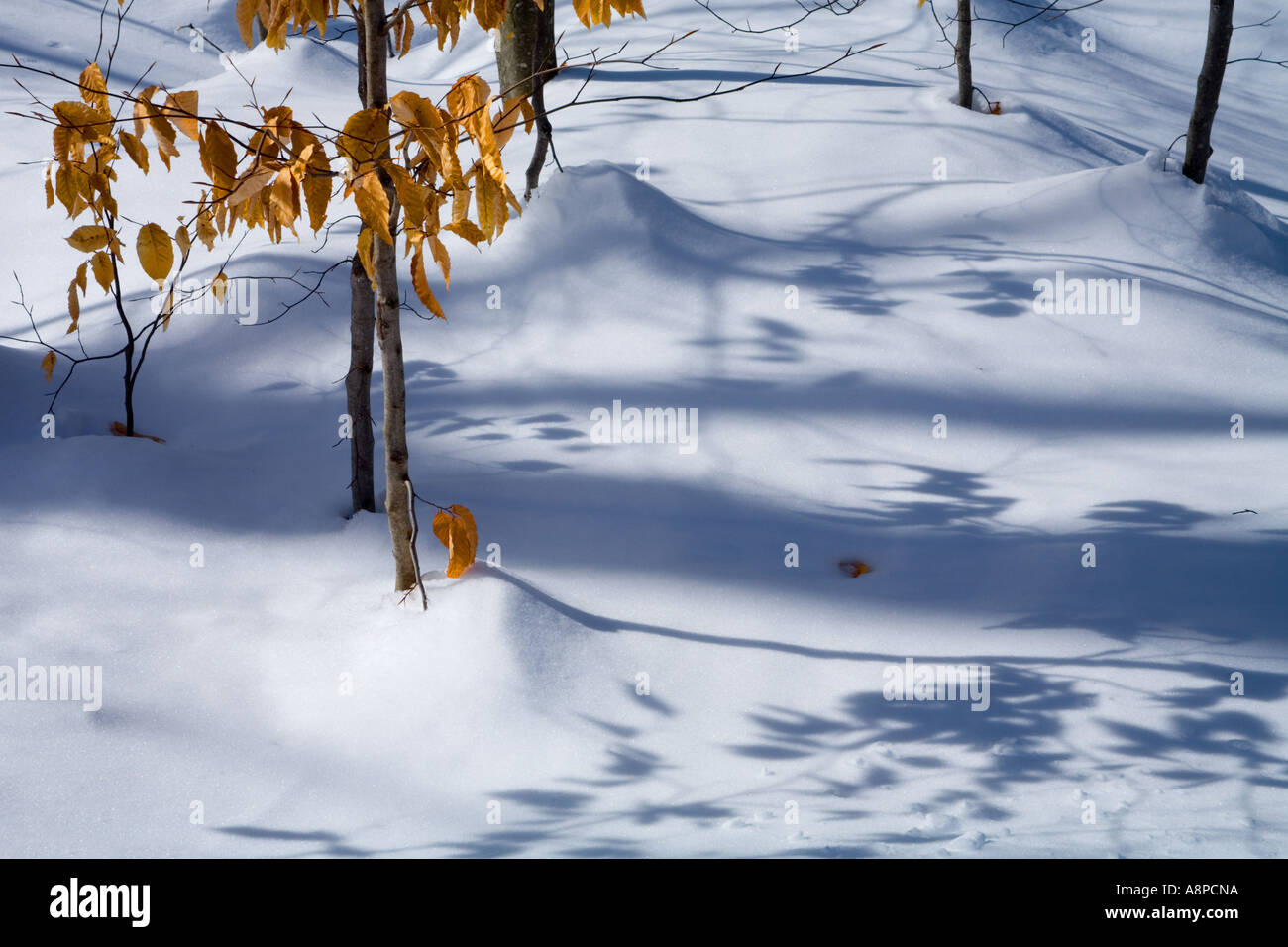 Tree sapling trunks in snow Stock Photo - Alamy