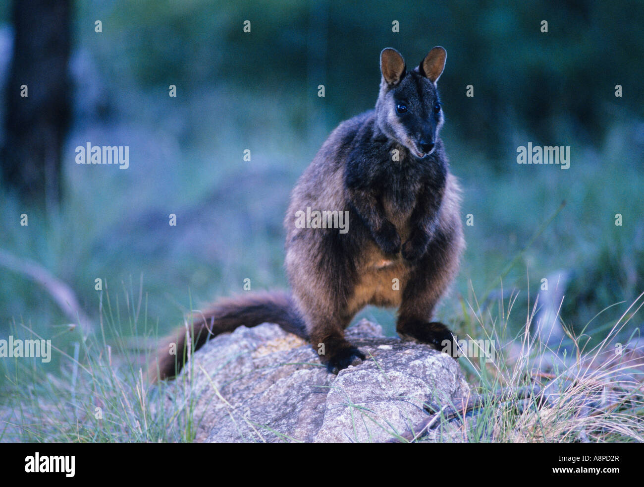 Brush tailed rock wallaby hi-res stock photography and images - Alamy