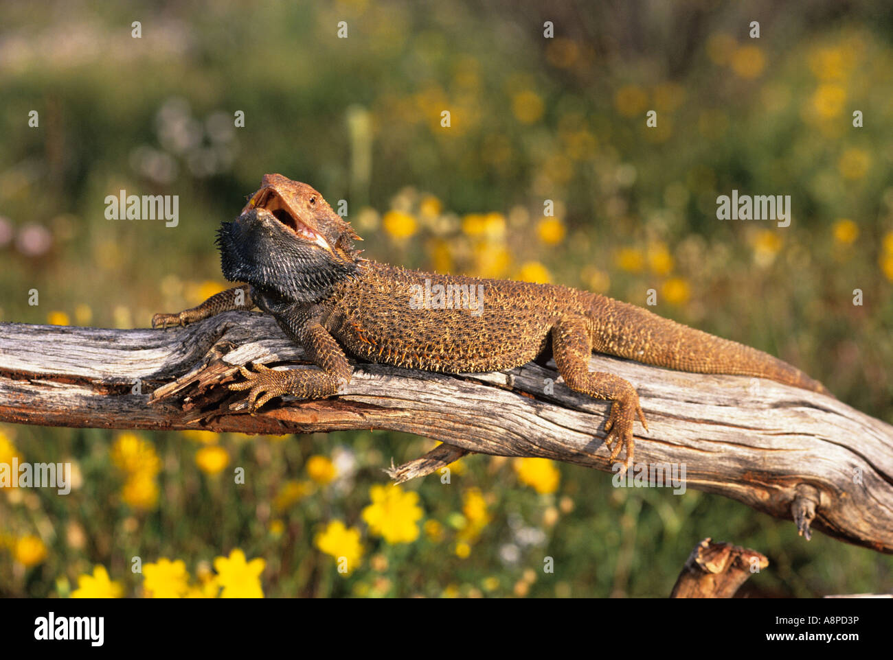Bearded dragon or pogona hi-res stock photography and images - Alamy