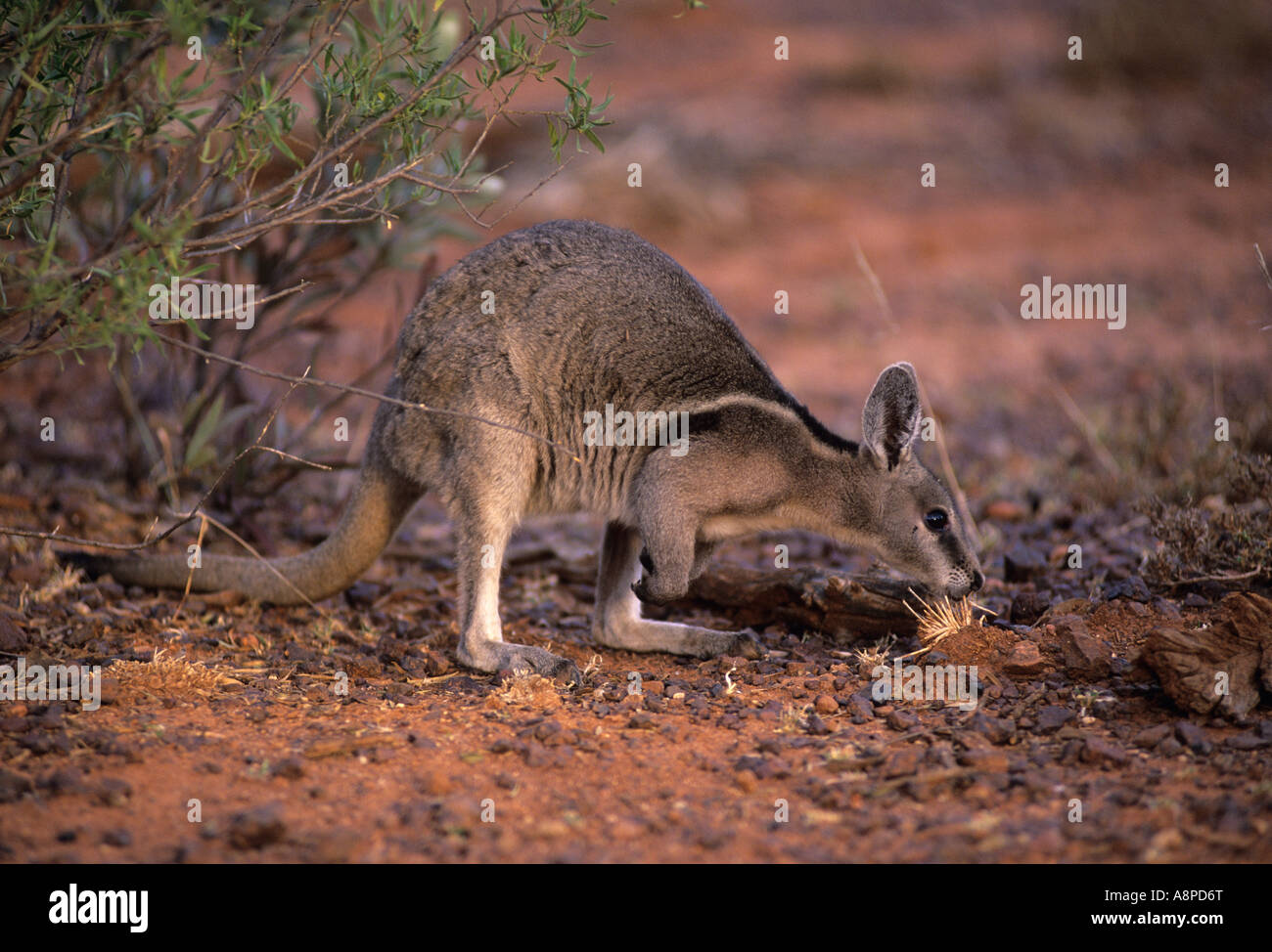 Bridled Nailtail Wallaby Onychogalea fraenata Photographed in Queensland Australia Endangered ...