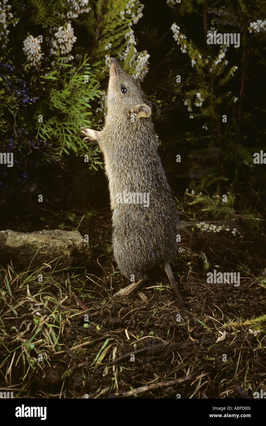 Southern Brown Bandicoot Isoodon obesulus Photographed in Tasmania ...